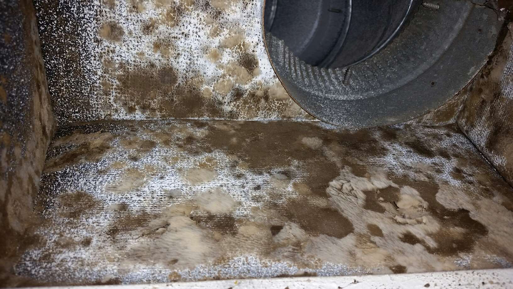 Black Mold in Air Vents | Mold Removal & Prevention Tips